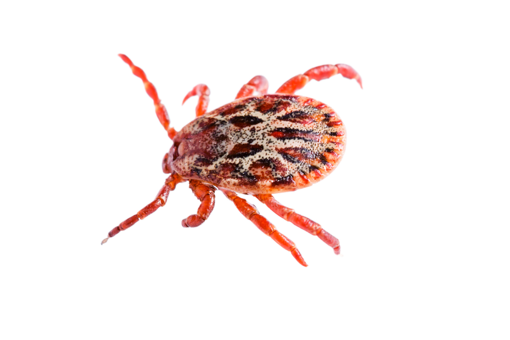 Tipuri de căpușe periculoase - poze. Cum arată și ce ai de făcut